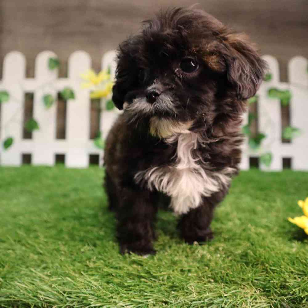 Shipoo Puppy for sale - Four Paws and a Tail