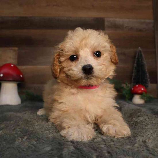 Puppy for Sale - Four Paws and a Tail