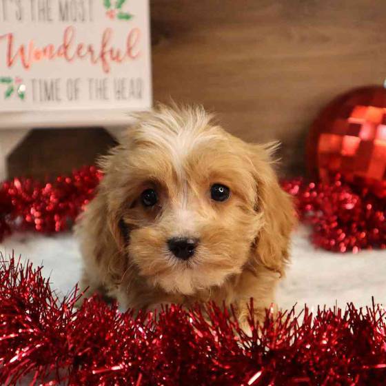 Cavapoo Puppy for sale - Four Paws and a Tail