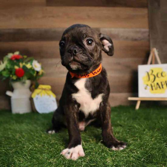 Puppy for Sale - Four Paws and a Tail