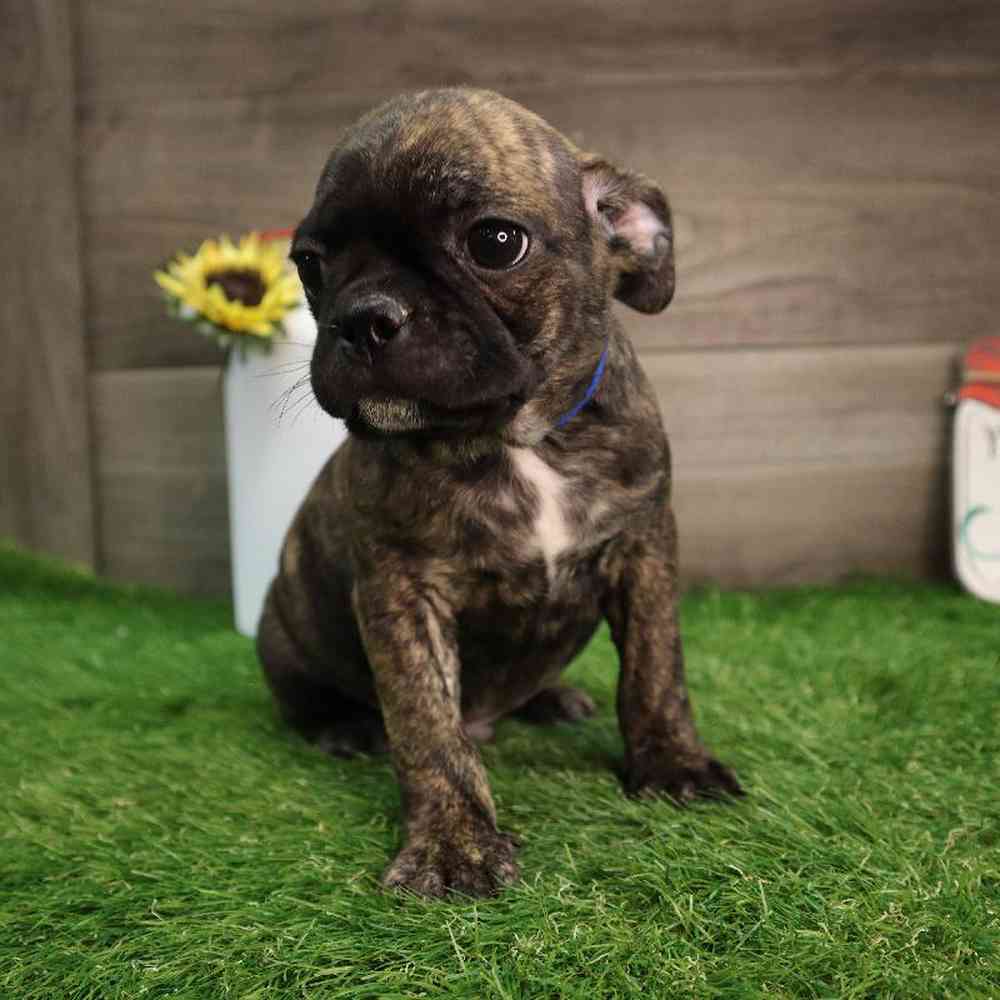 Bugg Puppy for sale - Four Paws and a Tail