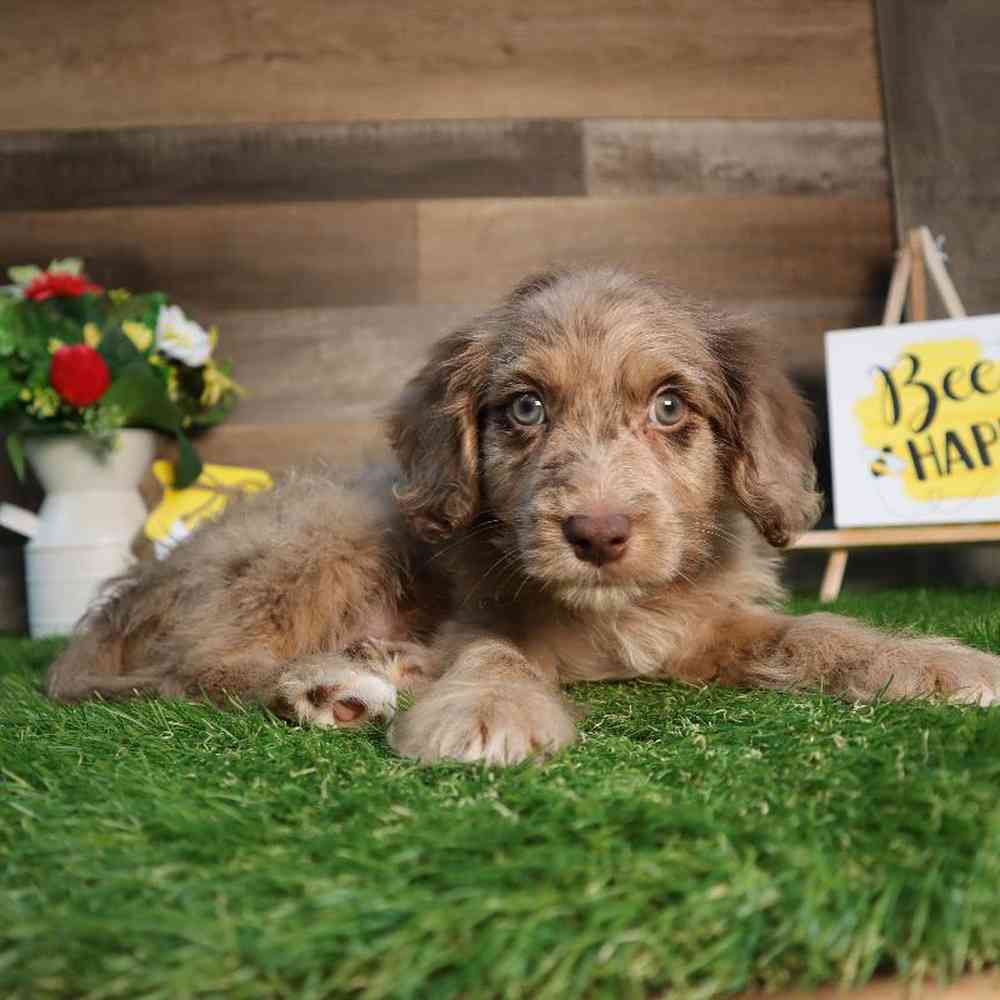 Mini Aussiedoodle Puppies for sale - Four Paws and a Tail