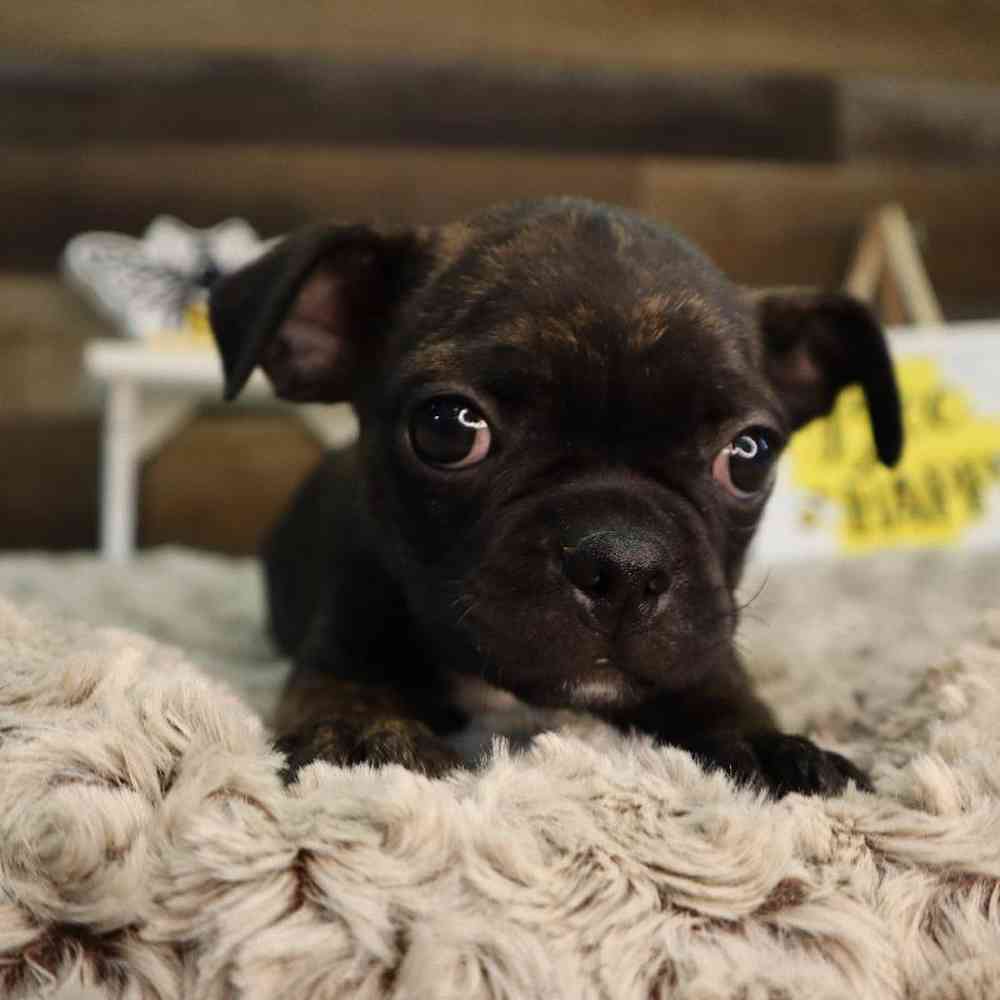 Bugg Puppy for sale - Four Paws and a Tail