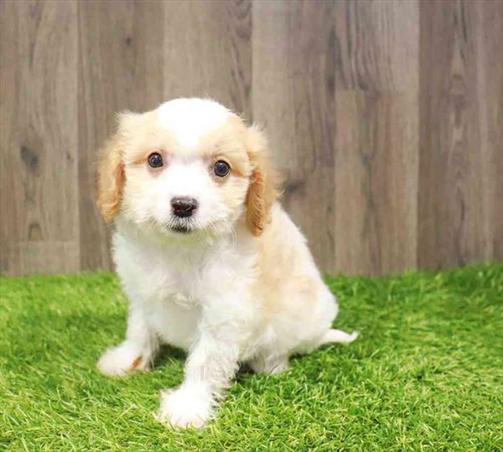 Cockapoo Puppies for sale - Four Paws and a Tail