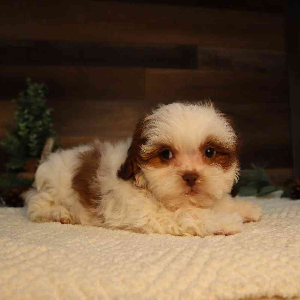 Pomterrier Puppies for sale - Four Paws and a Tail