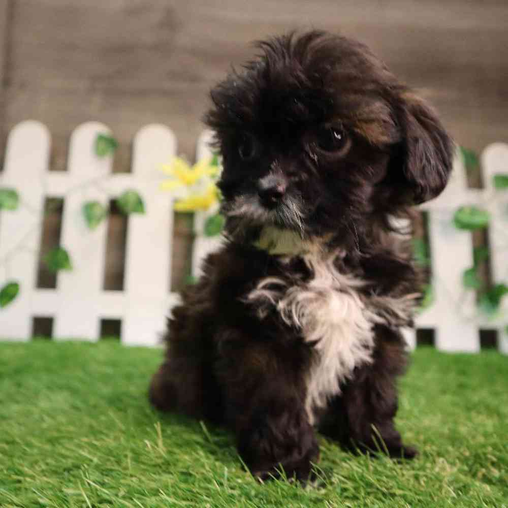 Shipoo Puppy for sale - Four Paws and a Tail