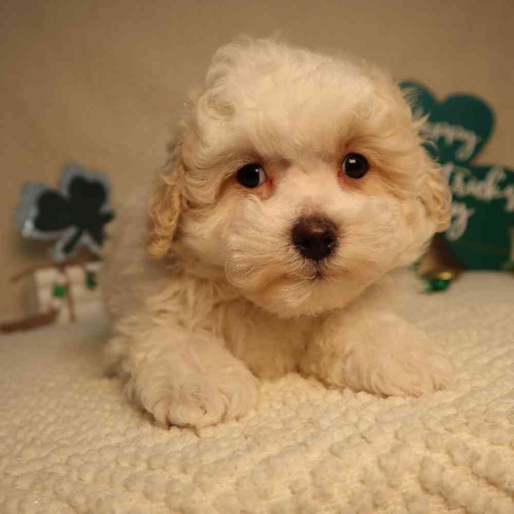 Lhasa Chon Puppies for sale - Four Paws and a Tail