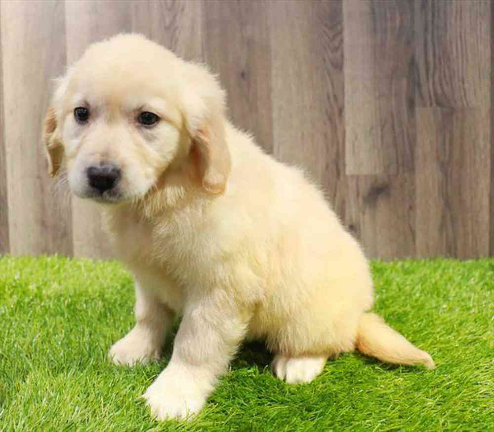 Mini Aussie Puppies for sale - Four Paws and a Tail