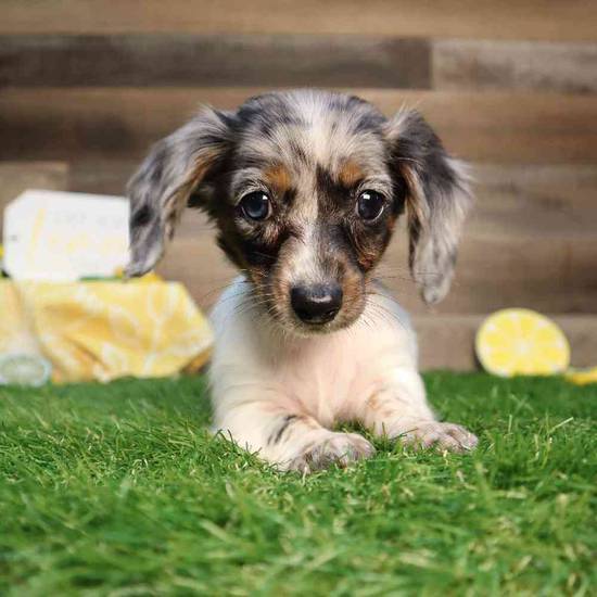 Puppy for Sale - Four Paws and a Tail