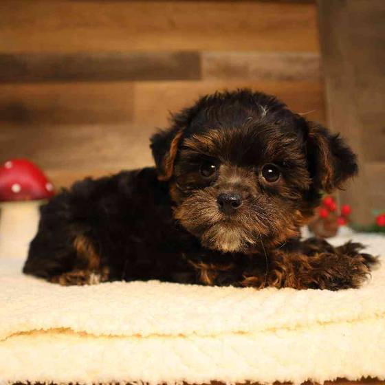 Yorkie-Poo Puppy for sale - Four Paws and a Tail