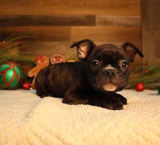 Puppy for Sale - Four Paws and a Tail