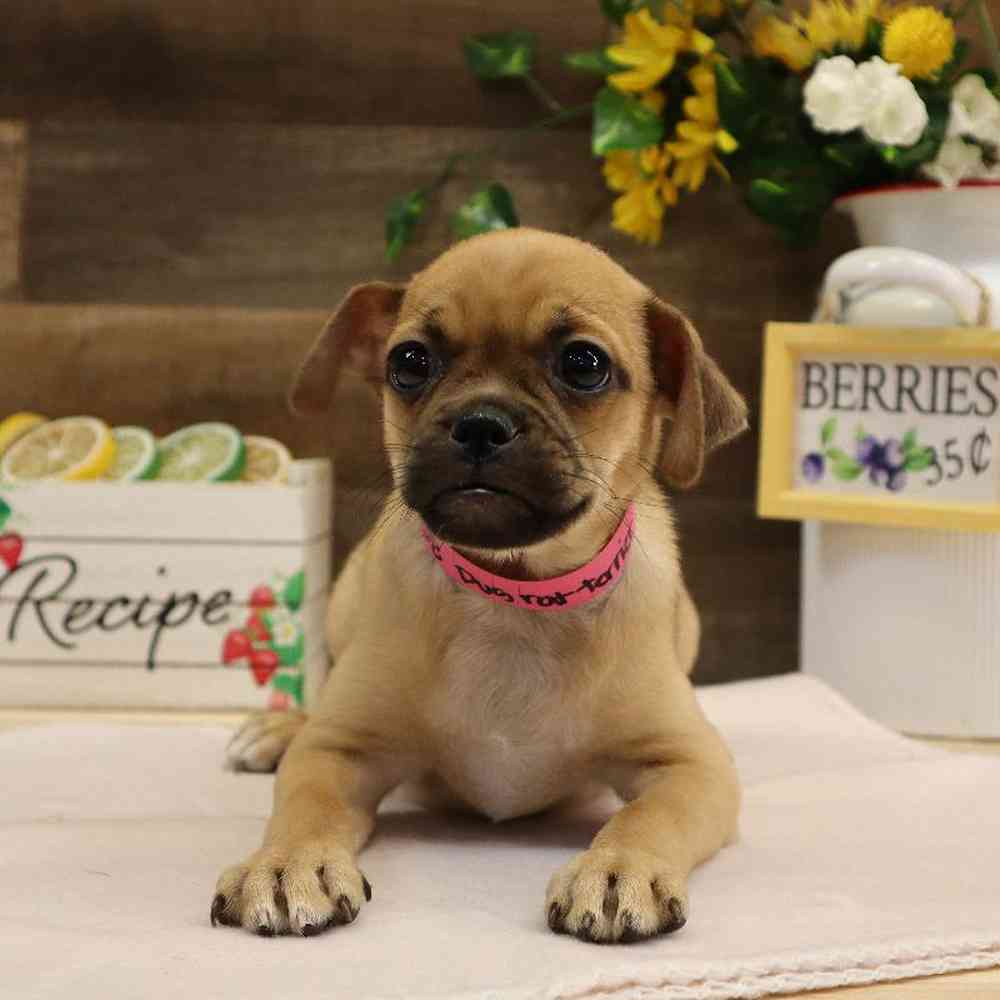 Pug Rat Terrier Puppies for sale - Four Paws and a Tail