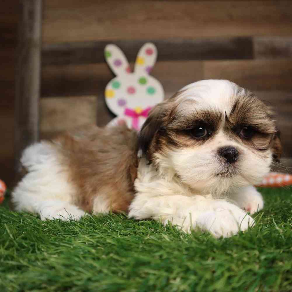 Peke-a-poo Puppies for sale - Four Paws and a Tail