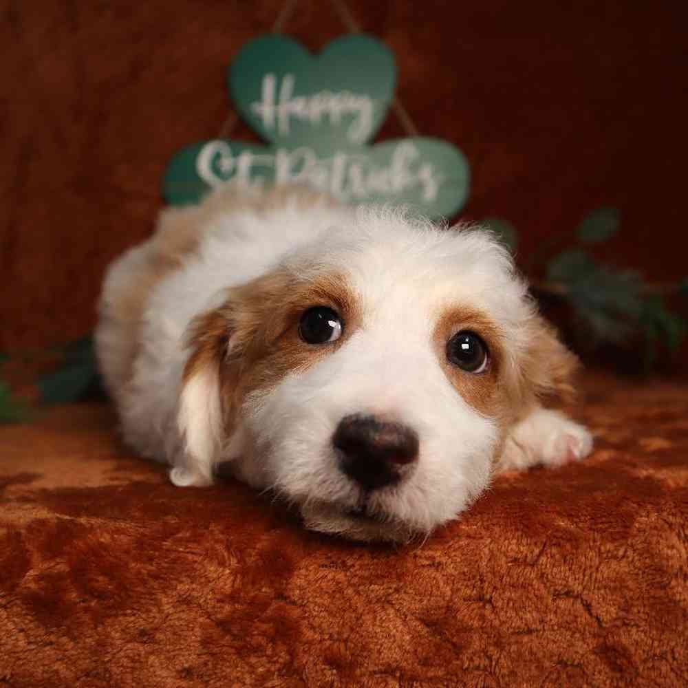 Mini Hippo Puppies for sale - Four Paws and a Tail