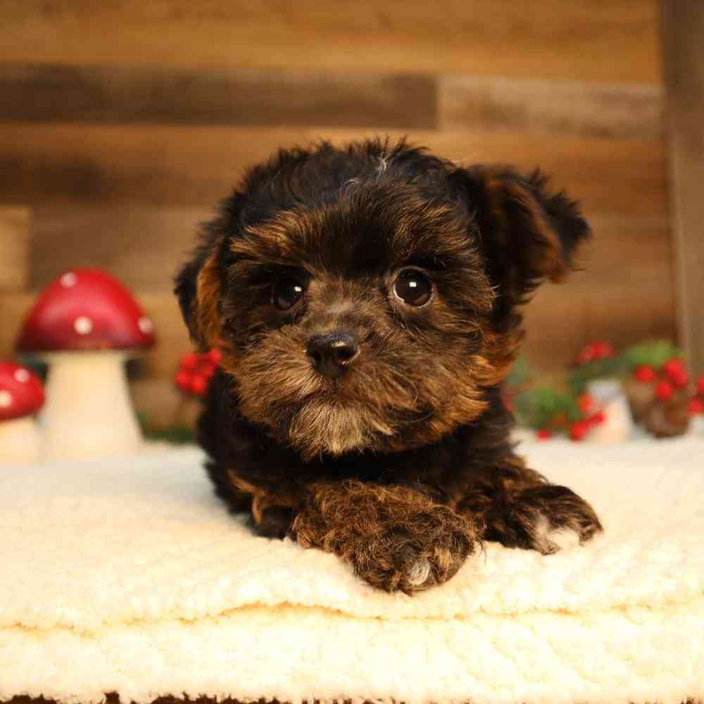 Yorkie-Poo Puppy for sale - Four Paws and a Tail