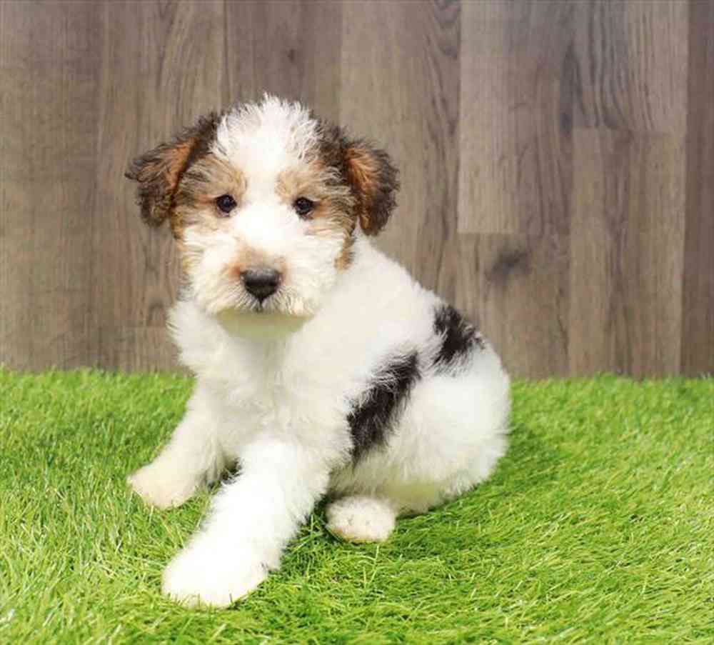 Peke-a-poo Puppies for sale - Four Paws and a Tail