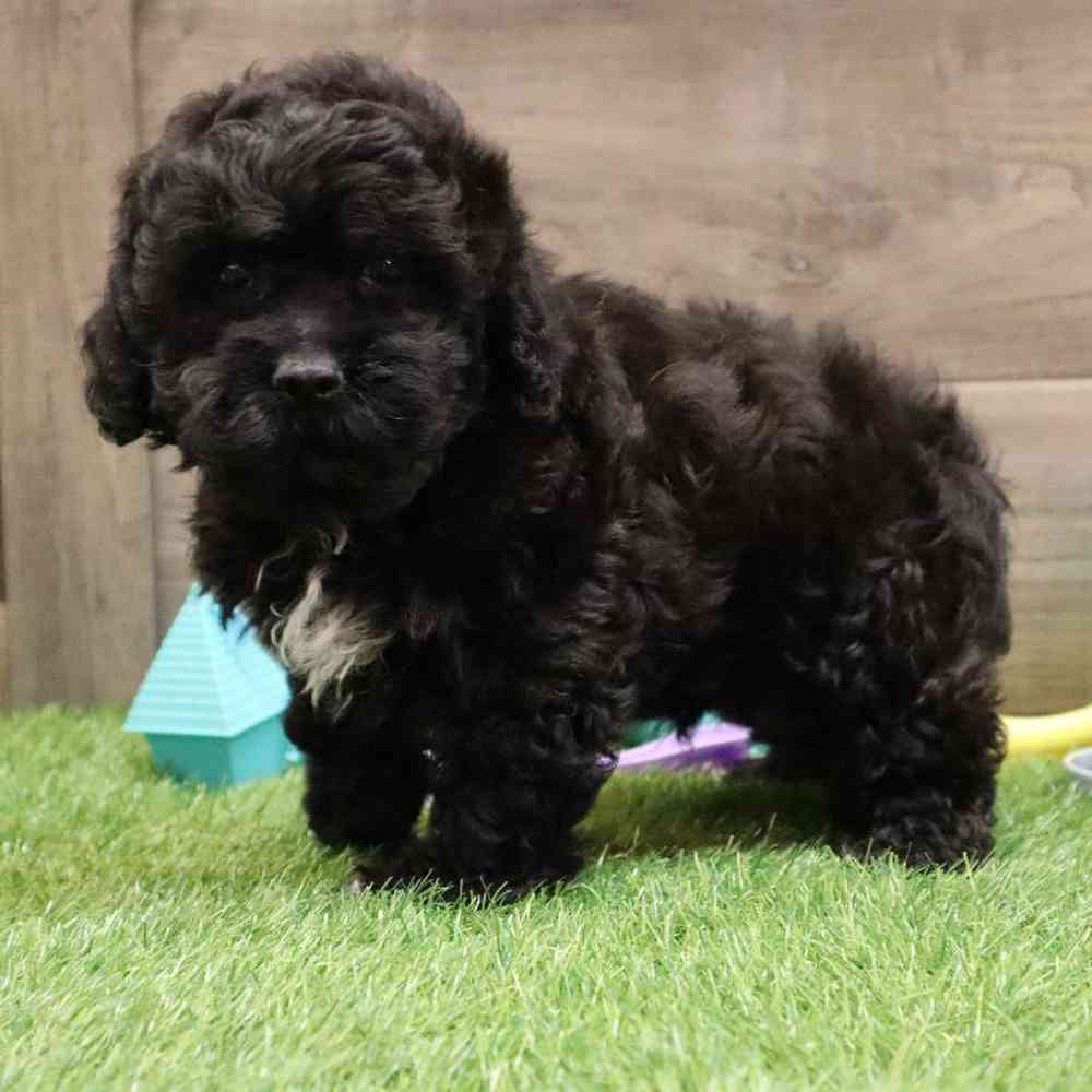 Teddy Poo Puppy for sale - Four Paws and a Tail