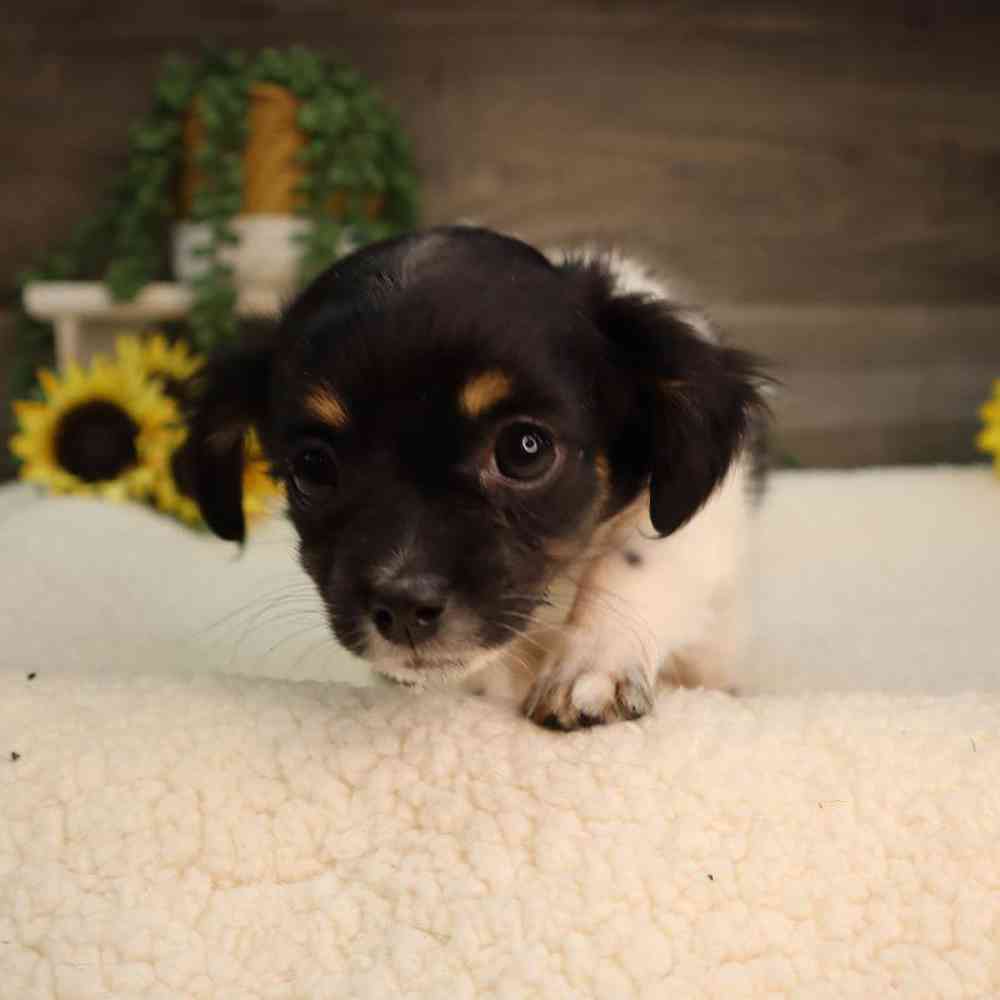 Ratshi Chihuahua Puppy for sale - Four Paws and a Tail