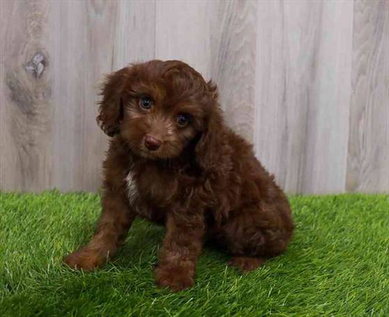 Cockapoo Puppy for sale - Four Paws and a Tail