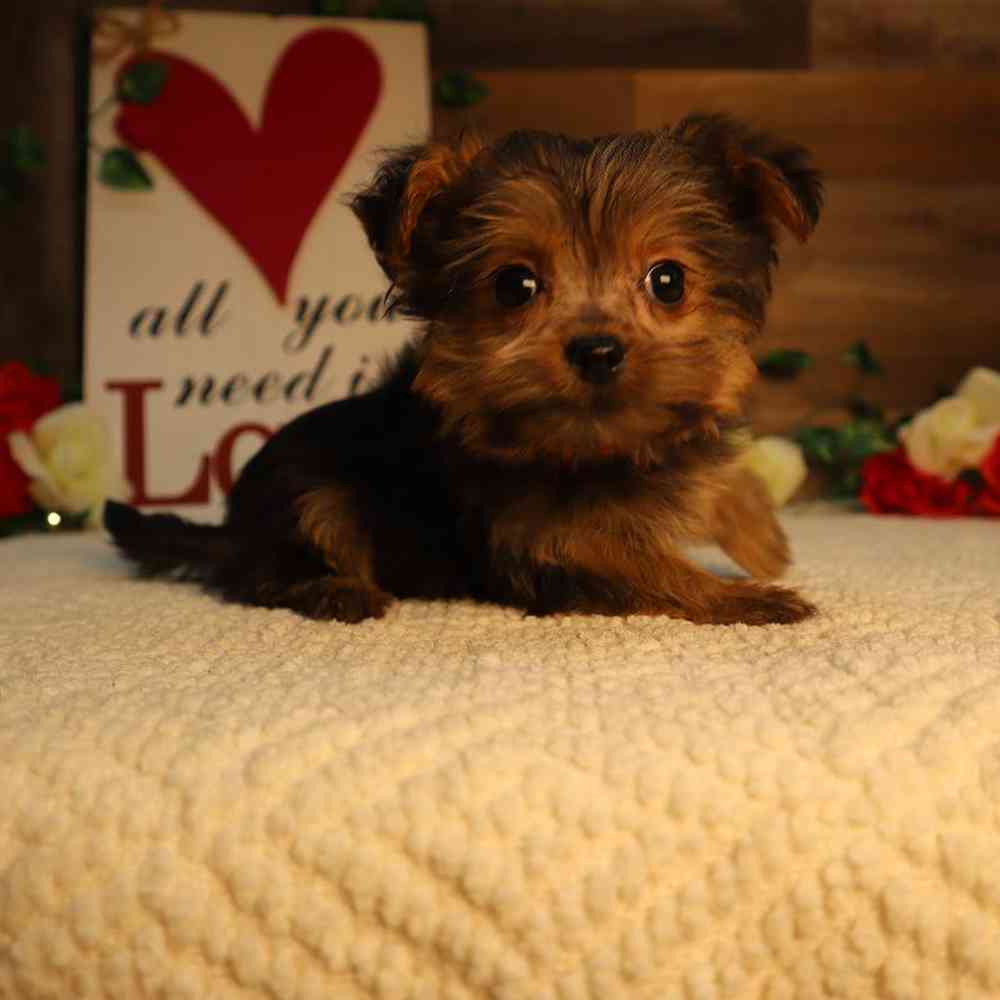 Yorkie-Poo Puppies for sale - Four Paws and a Tail
