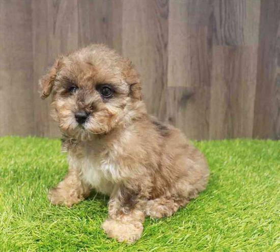 Puppy for Sale - Four Paws and a Tail