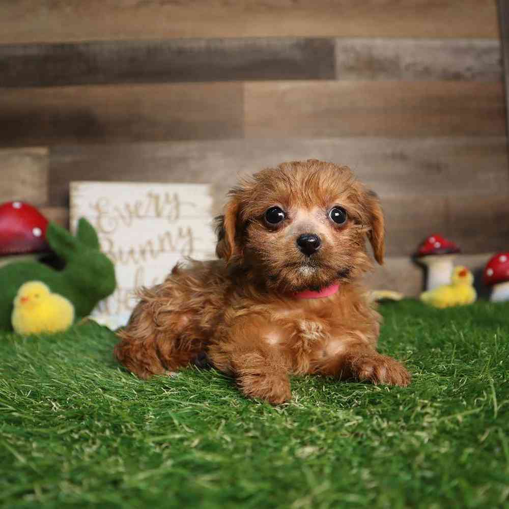 Yorkie-Poo Puppies for sale - Four Paws and a Tail