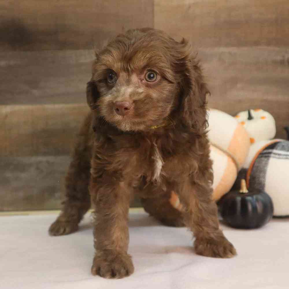 Cockapoo Puppy for sale - Four Paws and a Tail