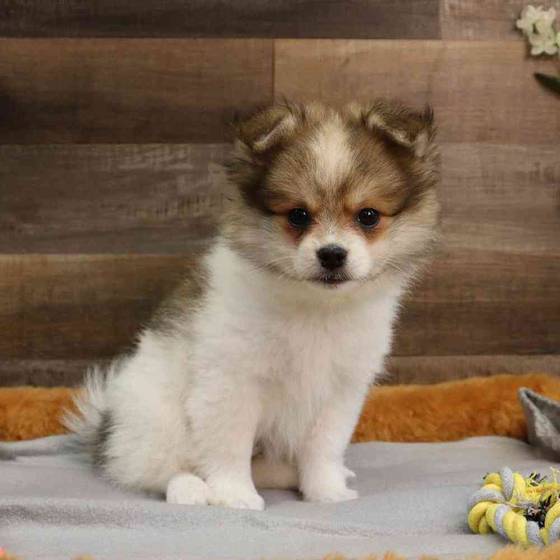 Pomachon Puppy for sale - Four Paws and a Tail