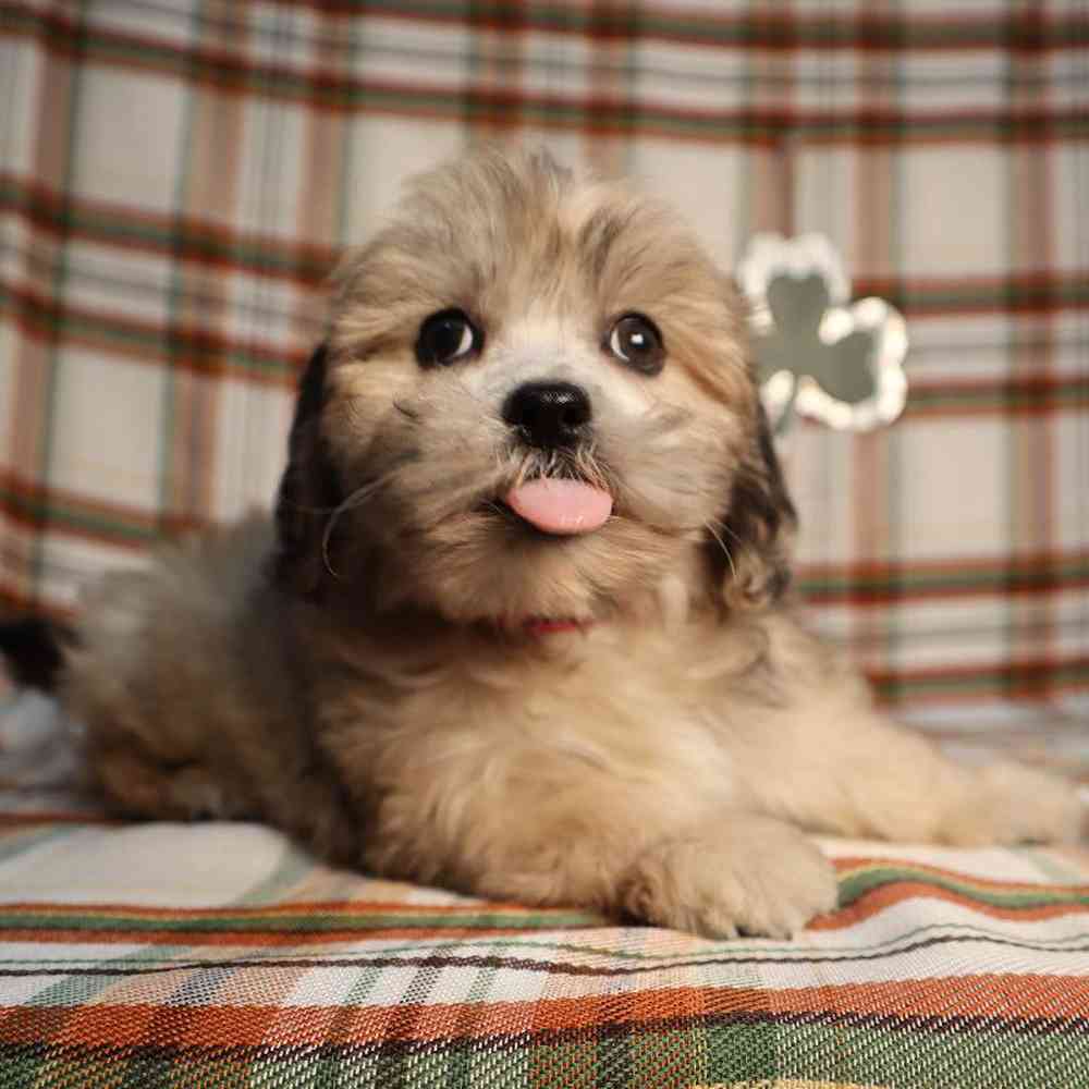 Lhasa Chon Puppies for sale - Four Paws and a Tail