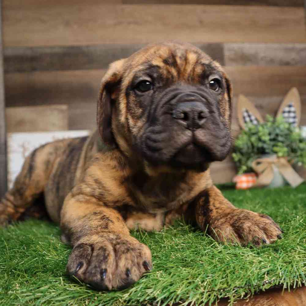 Bull Mastiff Puppies for sale - Four Paws and a Tail