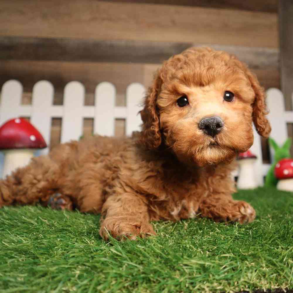 Teddy Poo Puppies for sale - Four Paws and a Tail