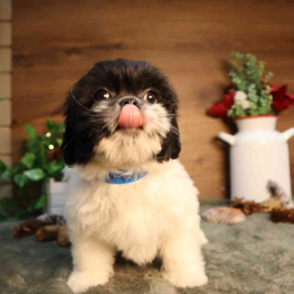 Teddy Poo Puppies for sale - Four Paws and a Tail