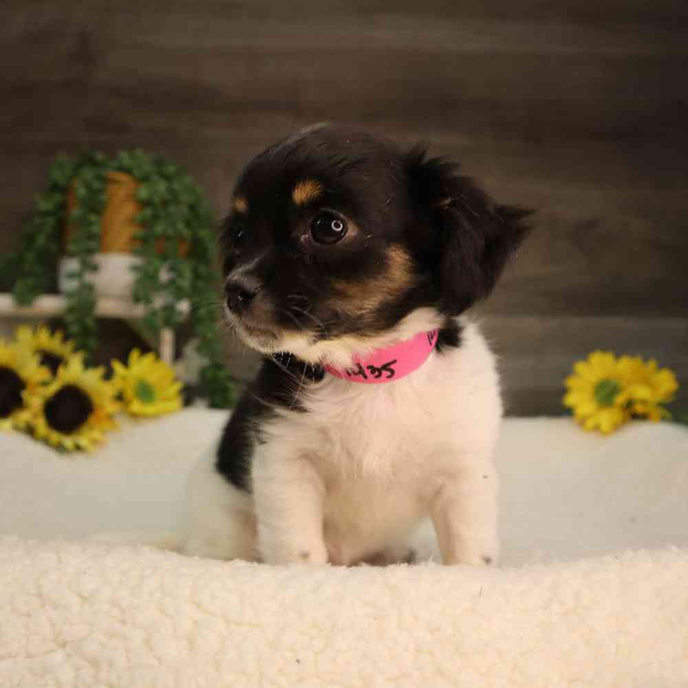 Ratshi Chihuahua Puppy for sale - Four Paws and a Tail