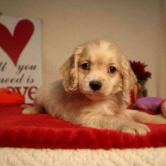 Cockapoo Puppy for sale - Four Paws and a Tail