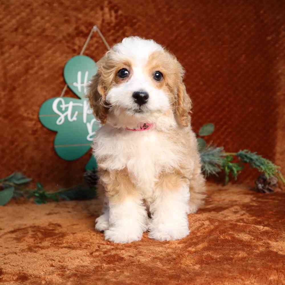 Mini Hippo Puppies for sale - Four Paws and a Tail