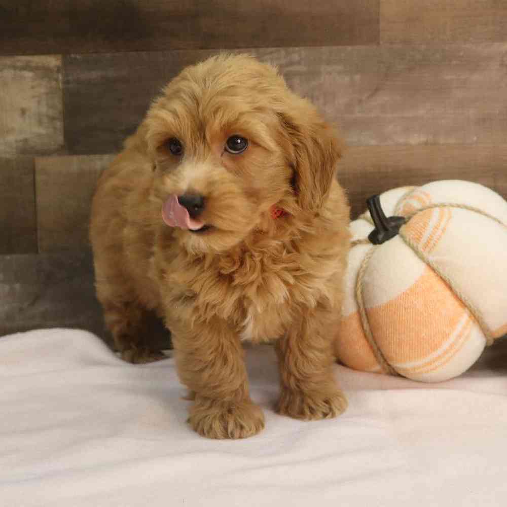 Mini Goldendoodle Puppy for sale - Four Paws and a Tail