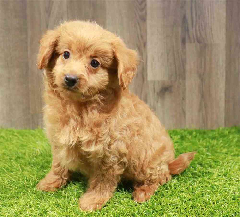 Pomterrier Puppies for sale - Four Paws and a Tail