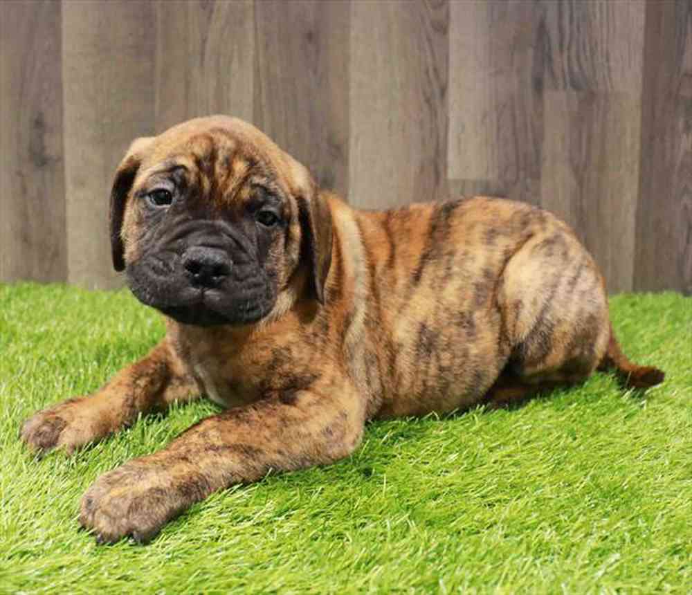 Bull Mastiff Puppies for sale - Four Paws and a Tail