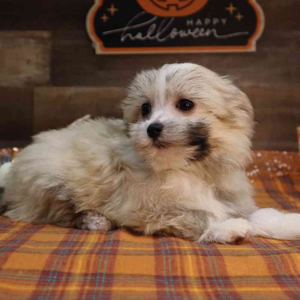 Bichon Frise Maltese Mix Puppies