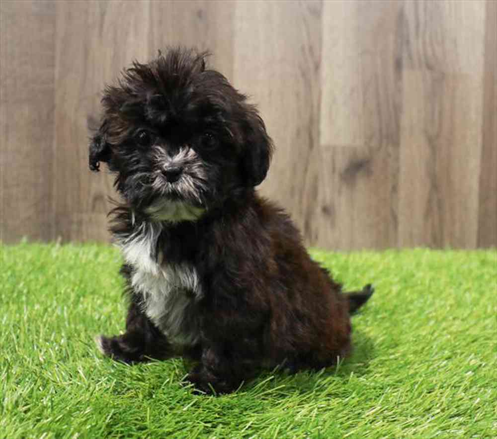 Shipoo Puppy for sale - Four Paws and a Tail