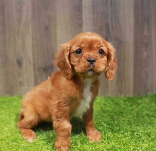 Puppy for Sale - Four Paws and a Tail