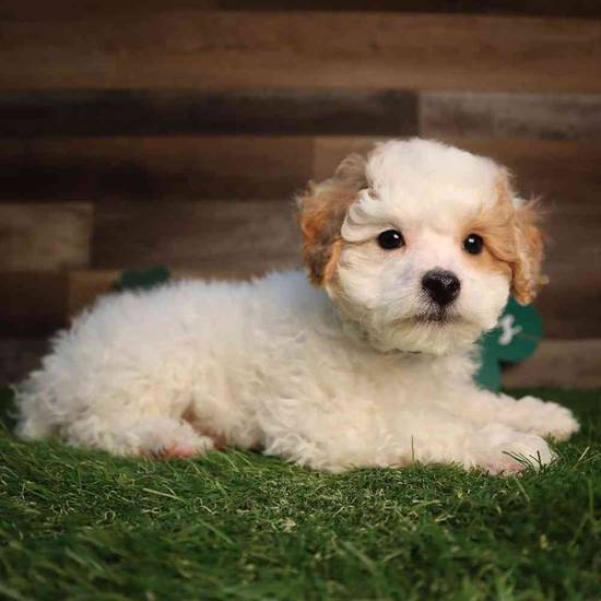 Puppy for Sale - Four Paws and a Tail