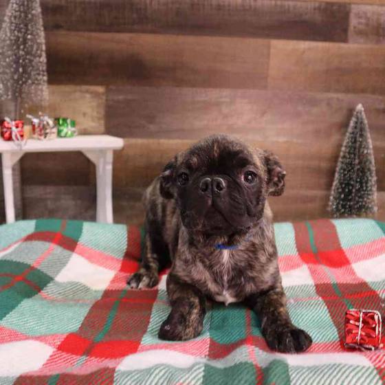 Bugg Puppy for sale - Four Paws and a Tail