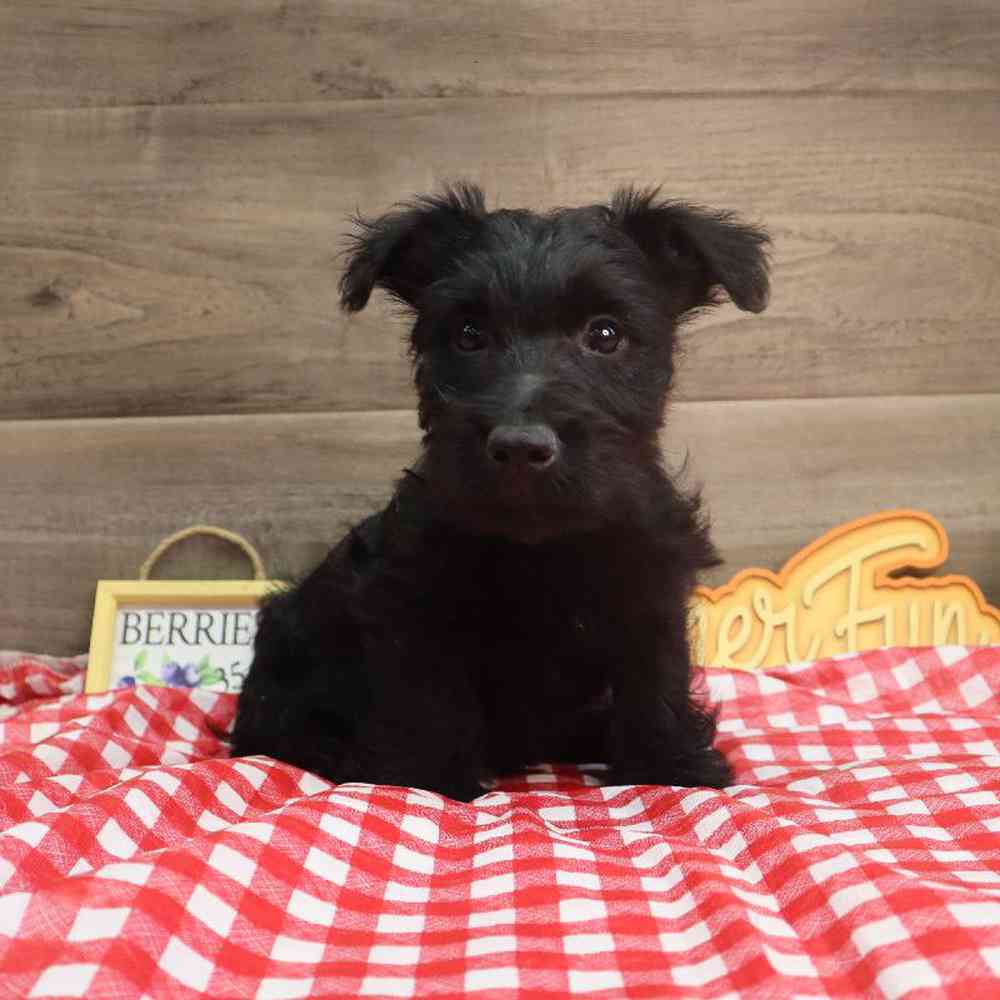 Scottish Terrier Puppies for sale - Four Paws and a Tail