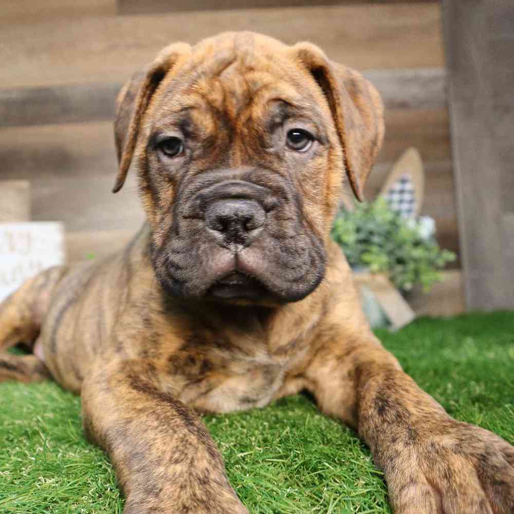 Bull Mastiff Puppies for sale - Four Paws and a Tail