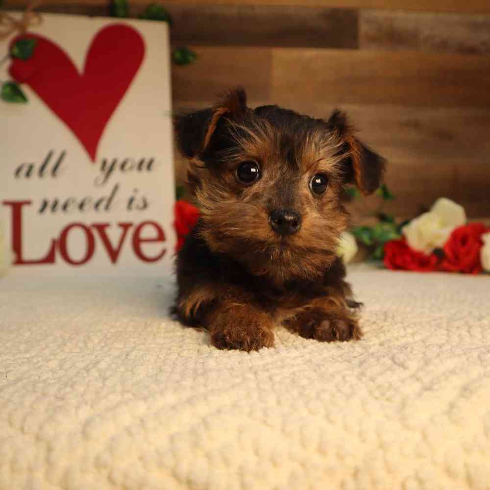 Yorkie-Poo Puppies for sale - Four Paws and a Tail