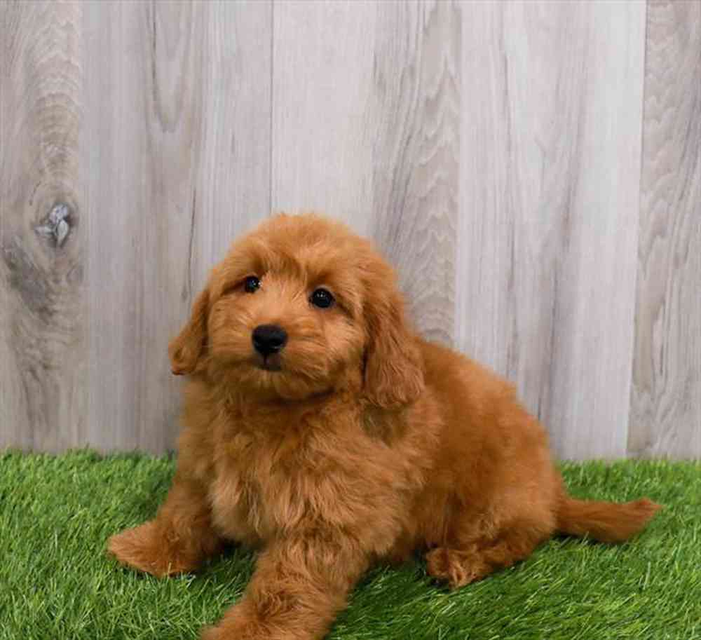 Mini Goldendoodle Puppy for sale - Four Paws and a Tail