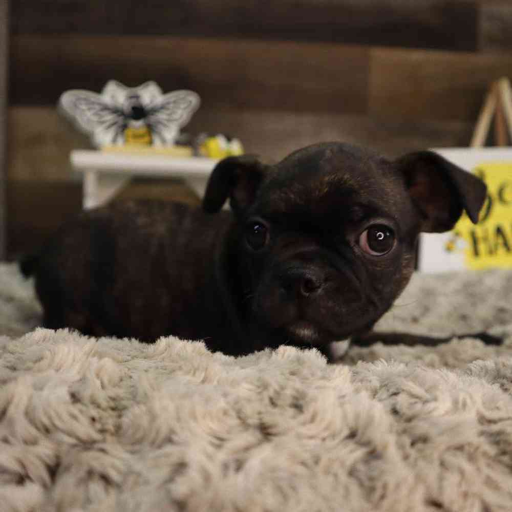 Bugg Puppy for sale - Four Paws and a Tail