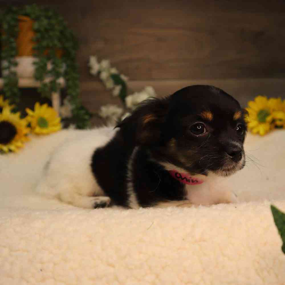 Ratshi Chihuahua Puppy for sale - Four Paws and a Tail