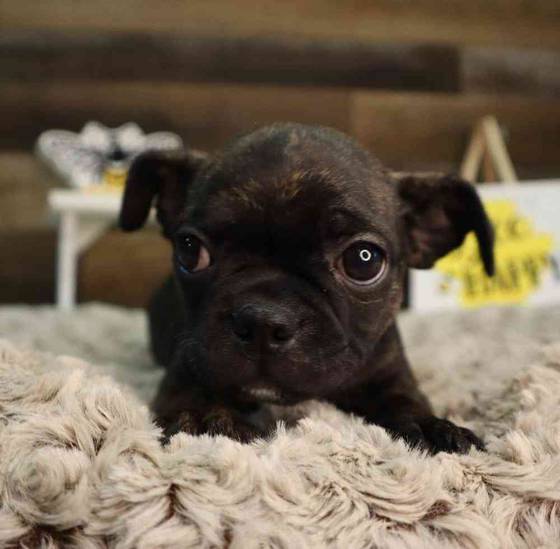 Bugg Puppy for sale - Four Paws and a Tail